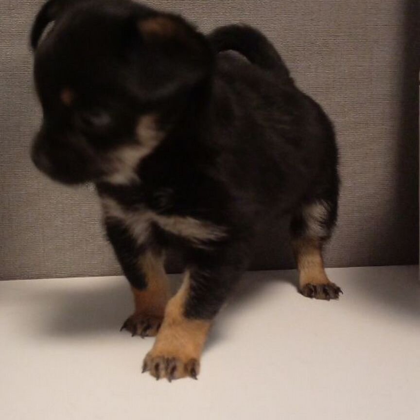 Русский той-терьер, щенок