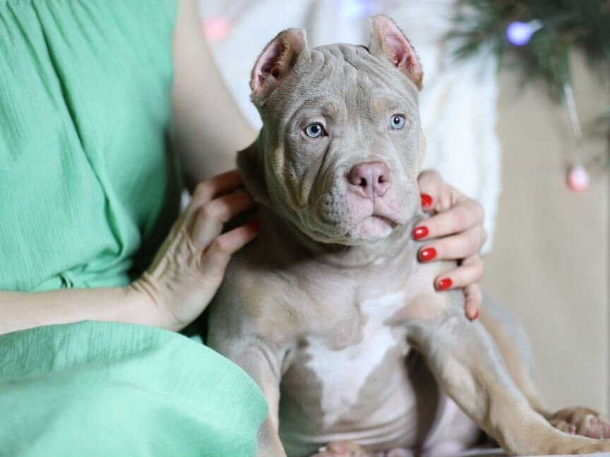 Американский булли щенок