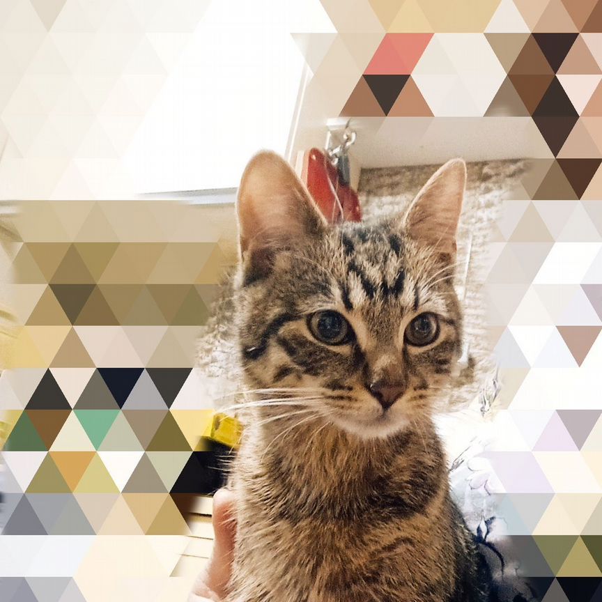 Ласковый котенок
