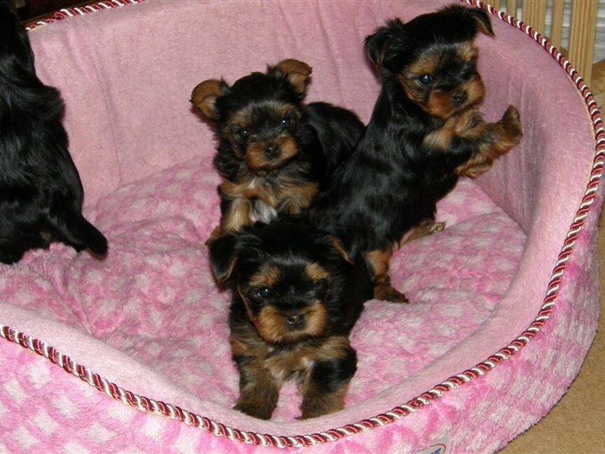 Милашки-щенки йоркширского терьера девочки