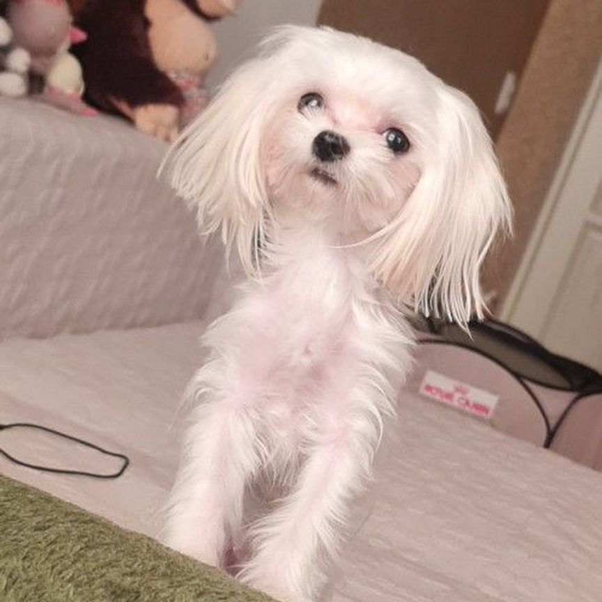 Микро мальтезе (мальтийская болонка )