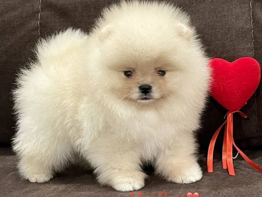 Шпиц мини босс