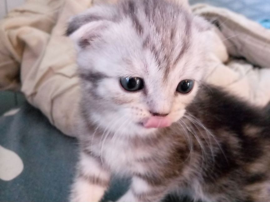 Британские вислоухие котята