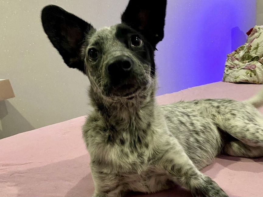 Ушастенькая маленькая Моника