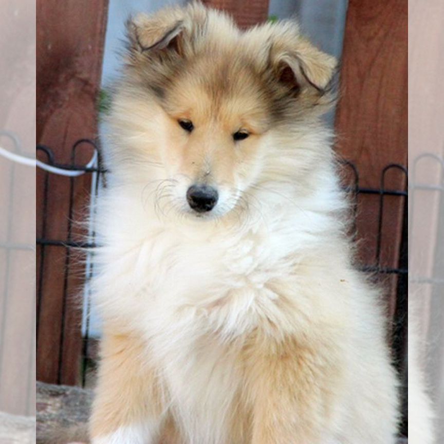 Колли, щенок