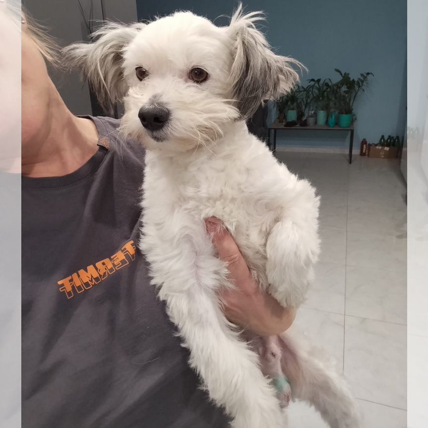 Взрослый пёс в добрые руки