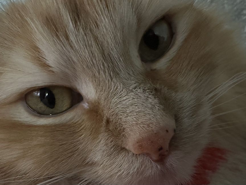 Кошечка