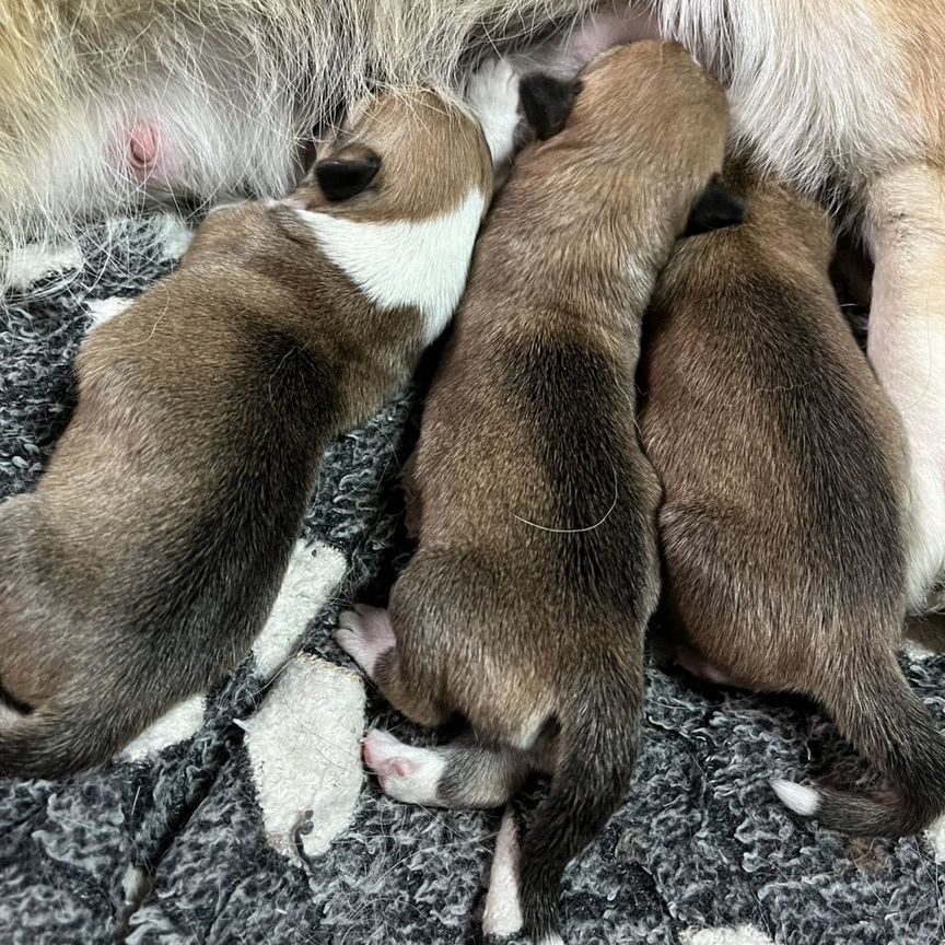 Щенки вельш корги пемброк