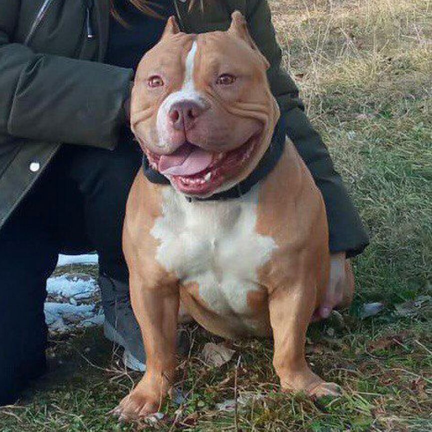 Американский булли покет