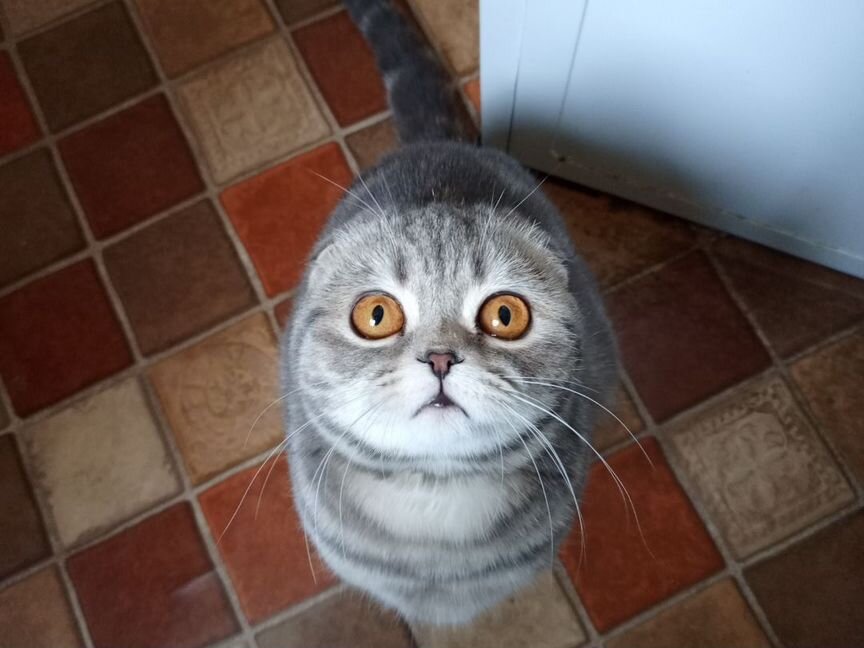 Шотландский кот на вязку