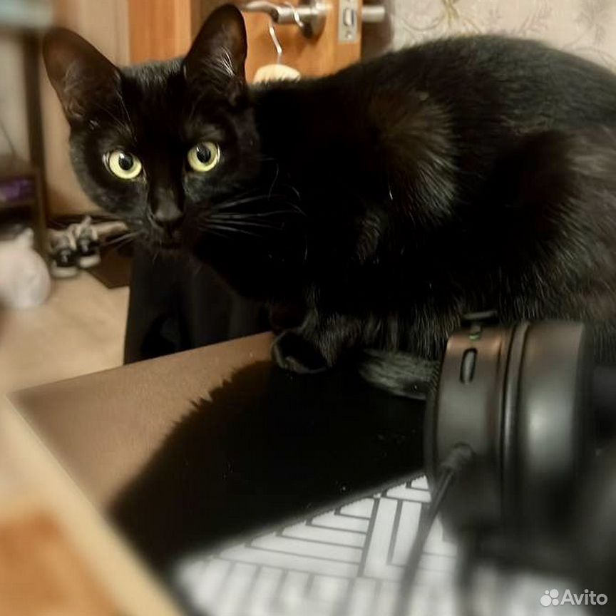 Кошка сфинкс бесплатно