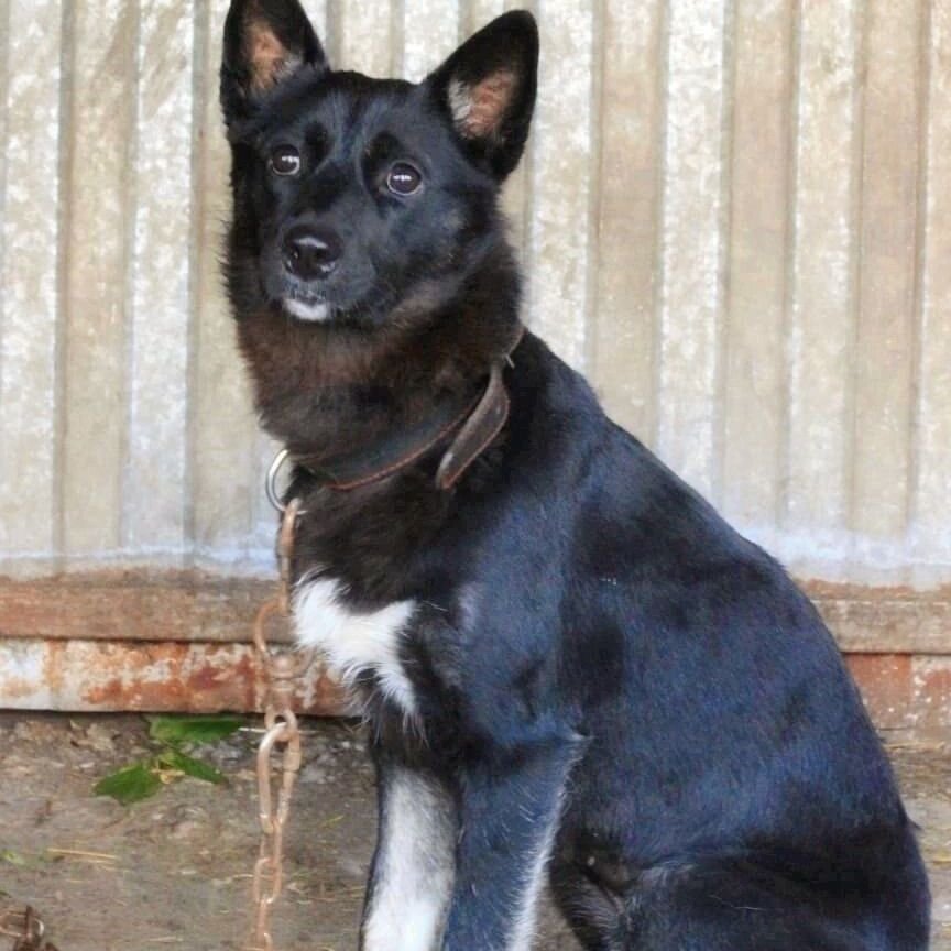 Стерилизованная Василиса