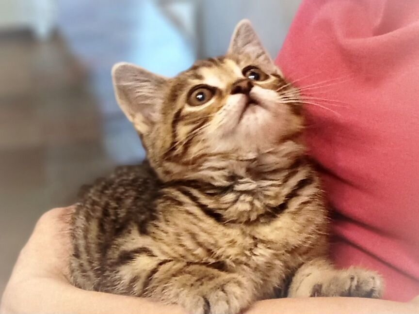 Котенок мальчик 6 недель