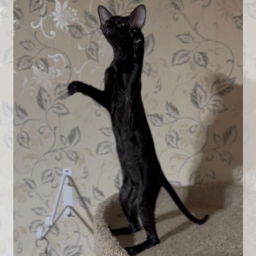Ориентальные котята