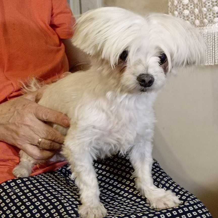 Мальтийская болонка, 4 года