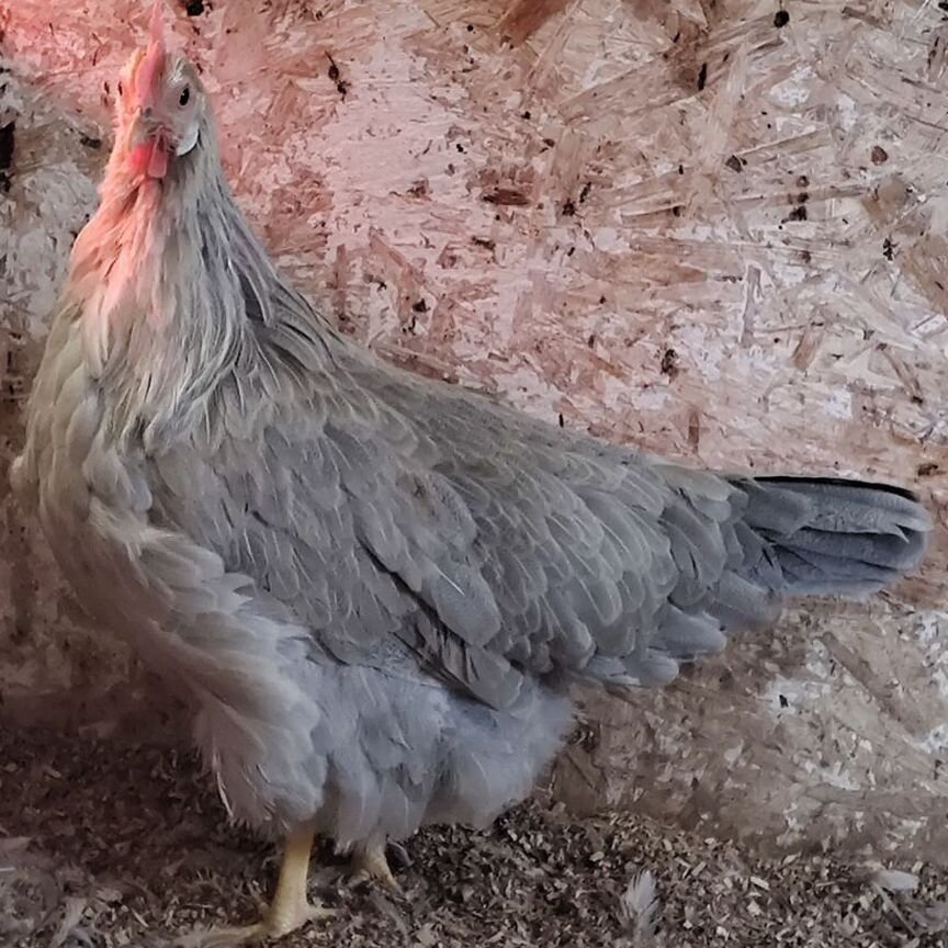 Легорн изабелла