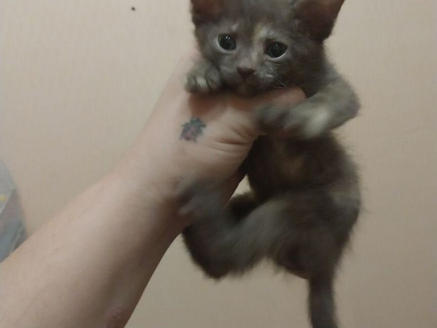 Сфинкс браш