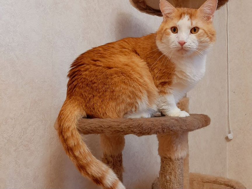 Котик Эмиль в добрые руки