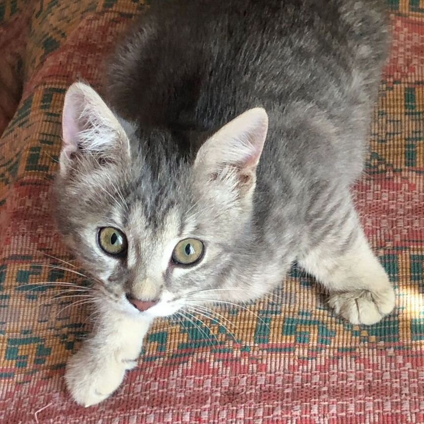 Котёнок Муся ждёт дом