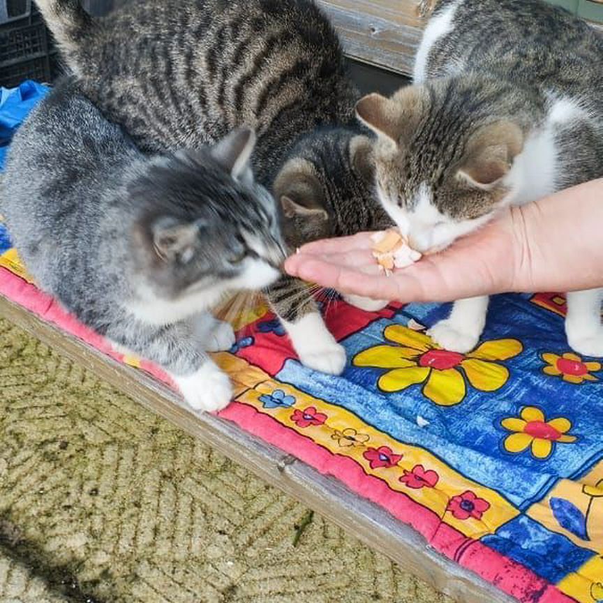 Котята брошены одни на дачах