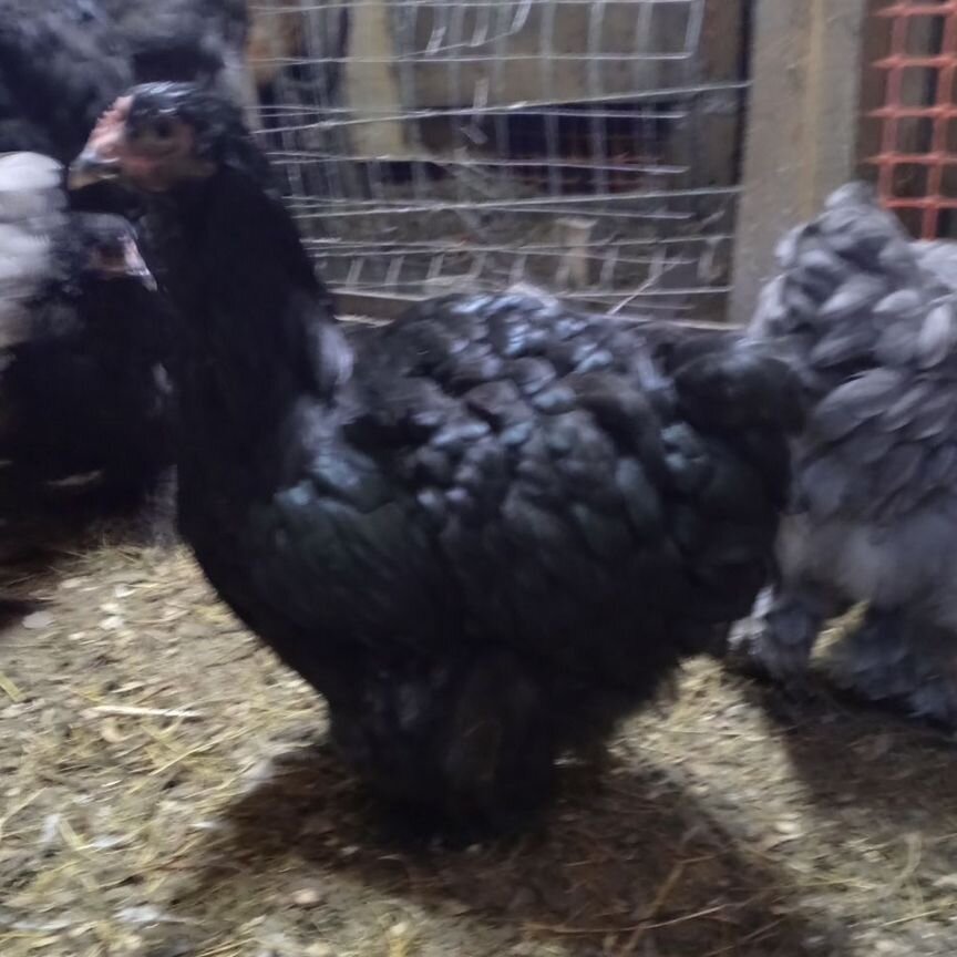 Породные петухи