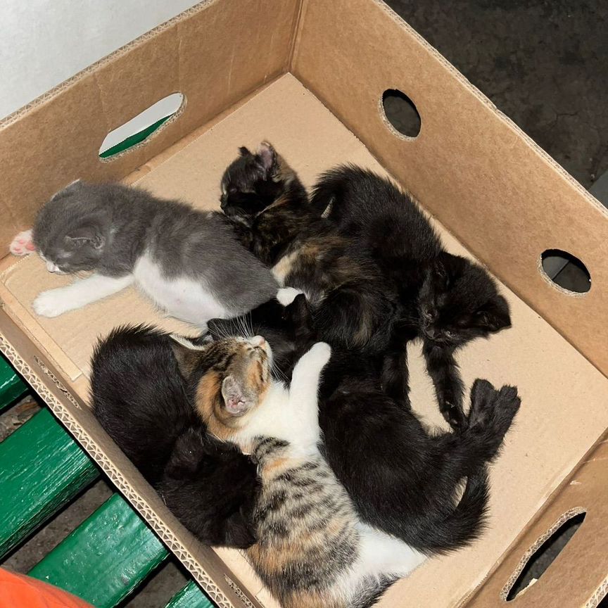 Котята в добрые руки