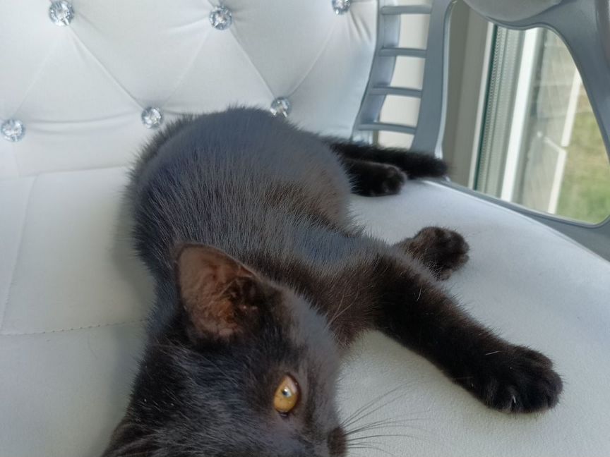 Кот потомок дикого европейского