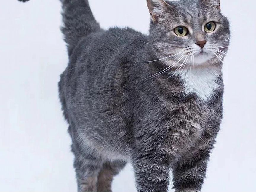 Кошечке прострелили лапку