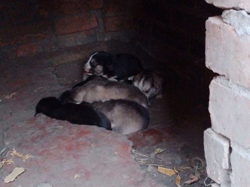 Щитята хаски 2 недели