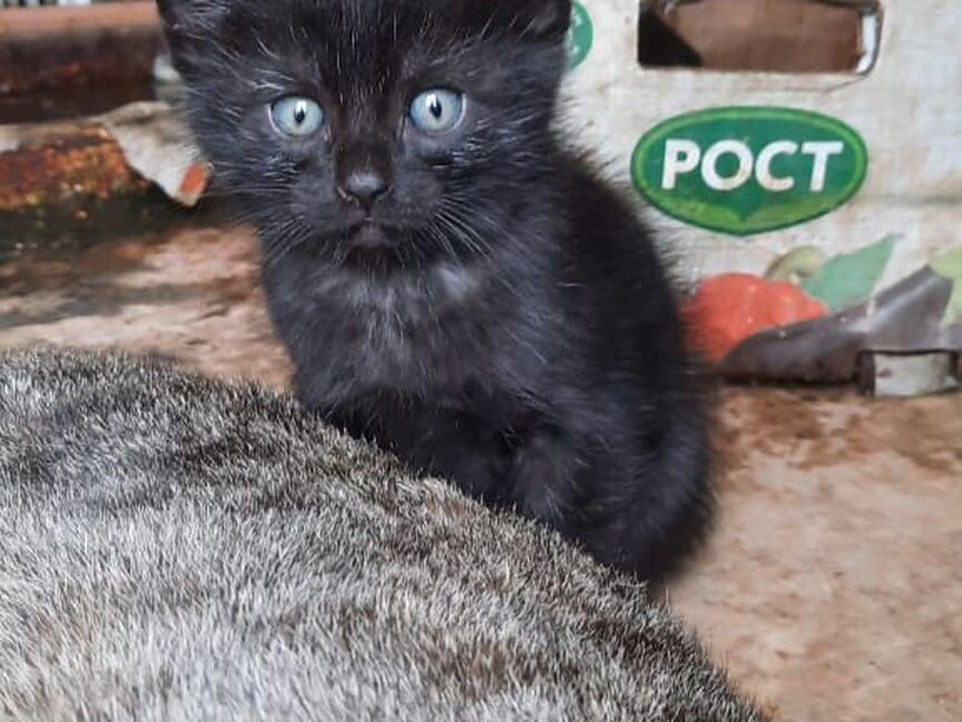 Кошка в дар бесплатно