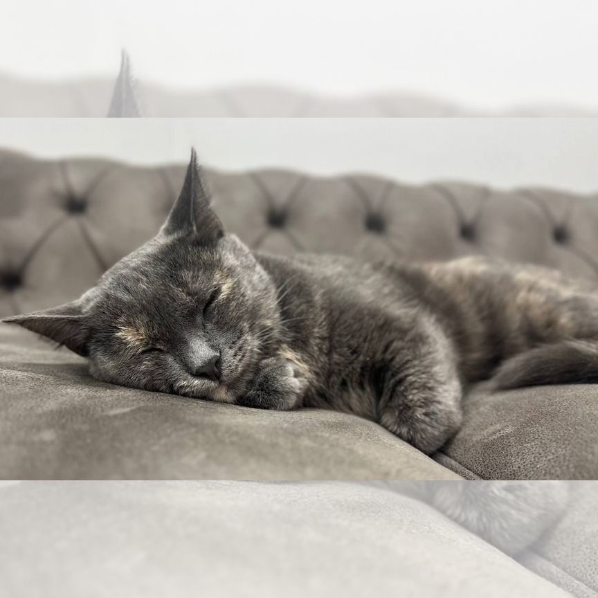 Взрослая, кошка в добрые руки