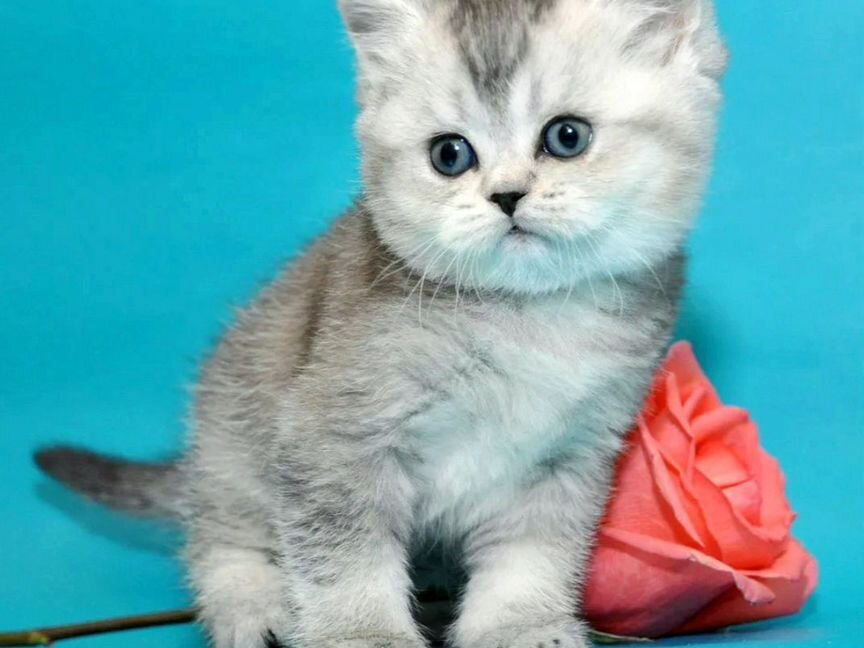 Плюшечки) Серебристая Шиншилла ns-25