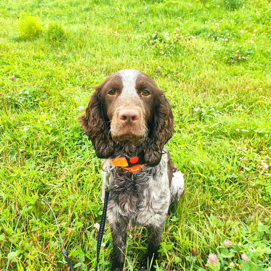 Отдам в добрые руки русского спаниеля