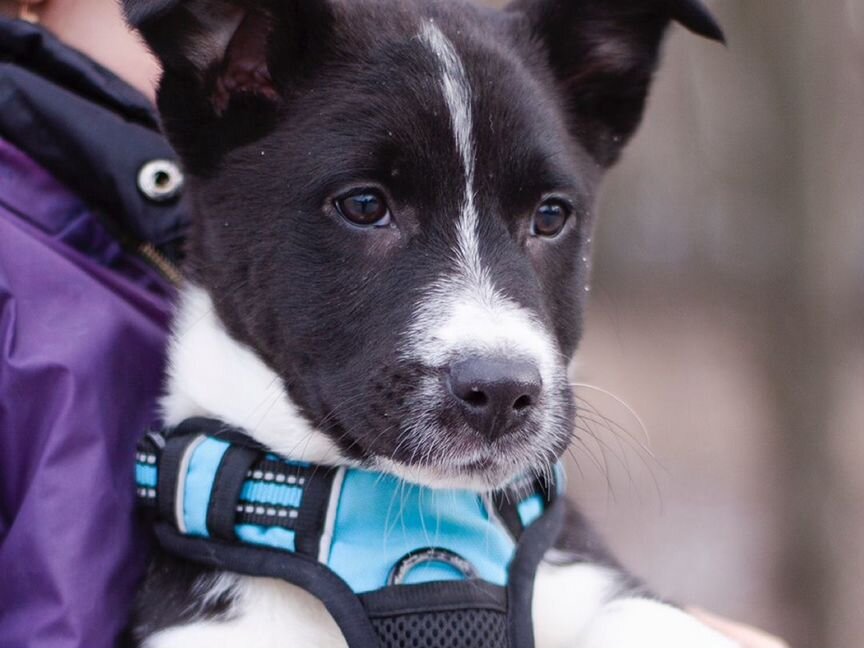 Щенок в добрые руки