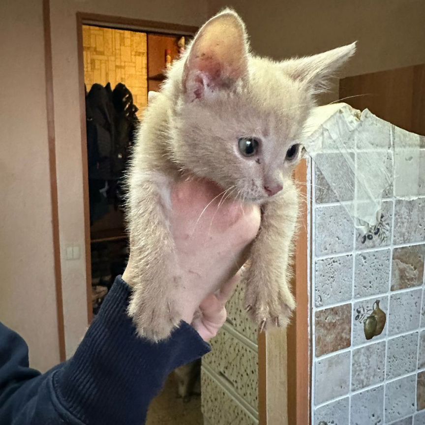 Котёнок Чаки
