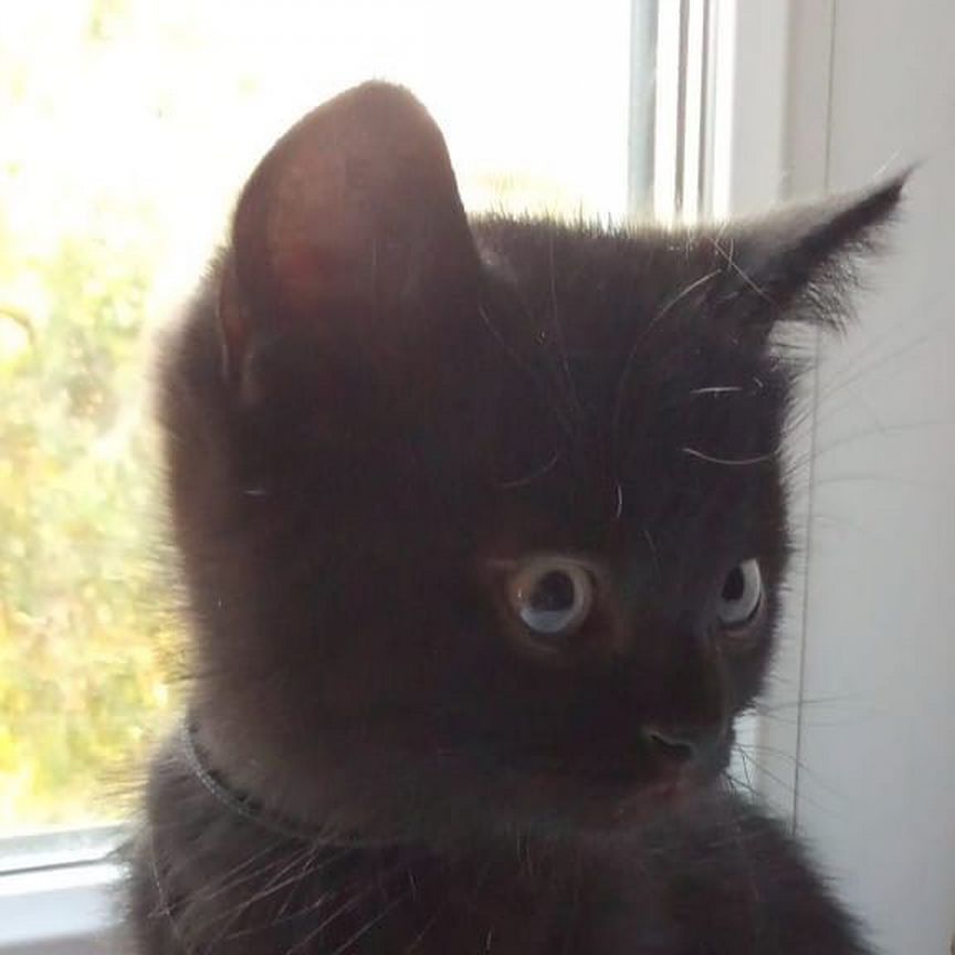 Котёнок шотландский