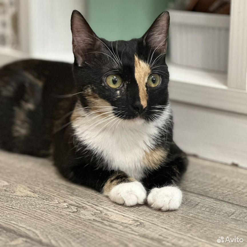 Зефирка 6 месяцев стерилизована