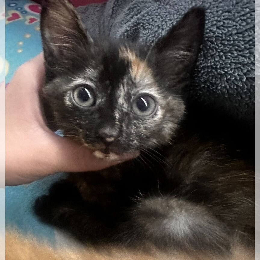 Отдам бесплатно котенка