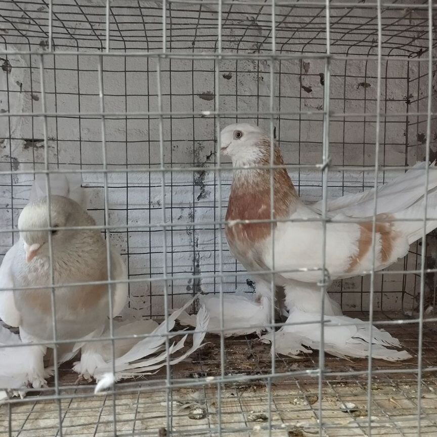 Продам голубей