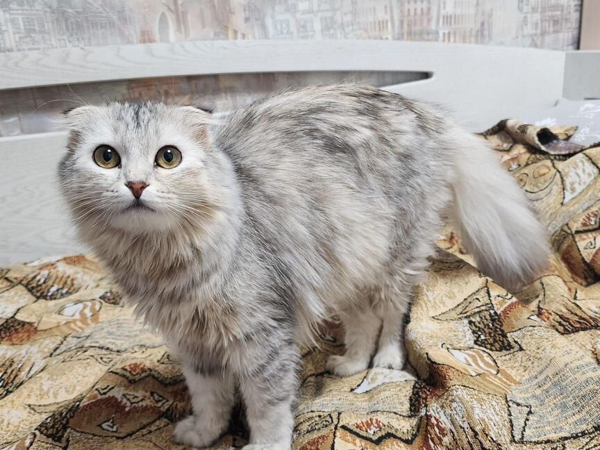 Шотландская кошка