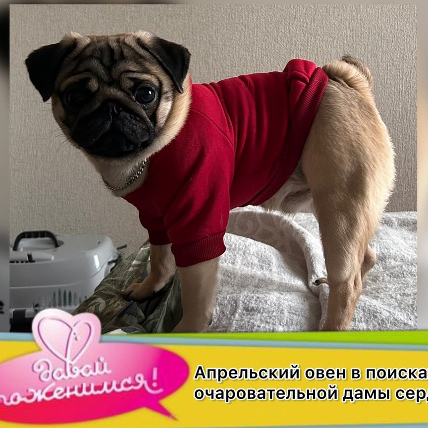 Вязка мопс мальчик