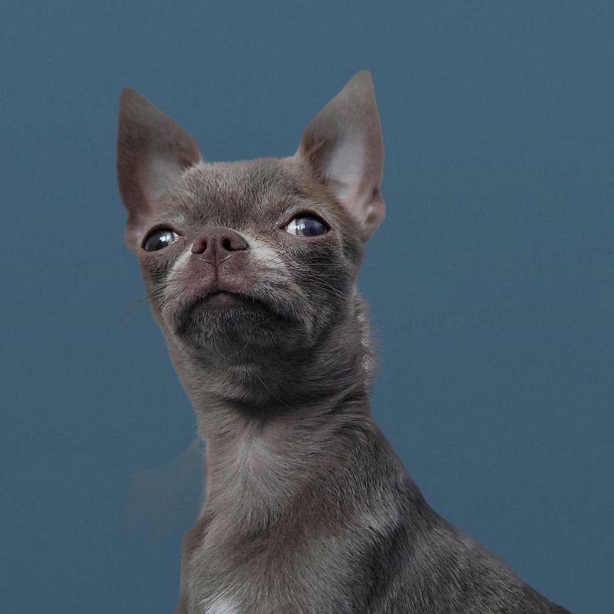 Чихуахуа мини