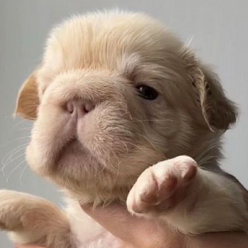 Французский бульдог, щенок