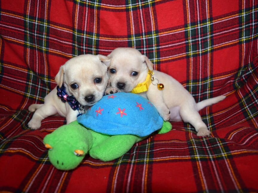 Щенки чихуахуа