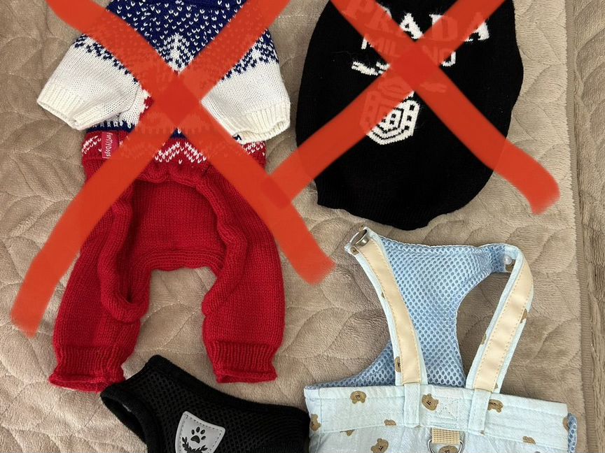 Одежда для собак мелких пород