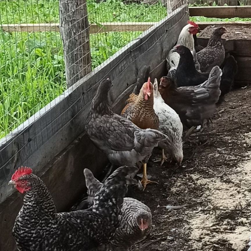 Куры несушки молодки доминанты