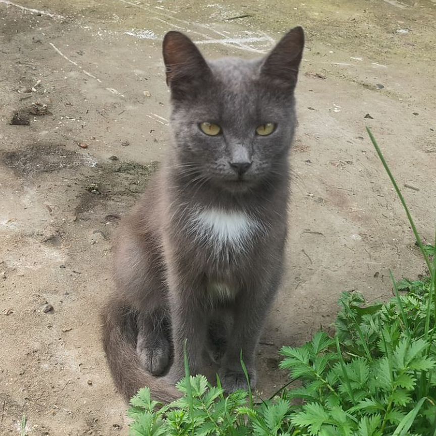 Взрослая, кошка в добрые руки