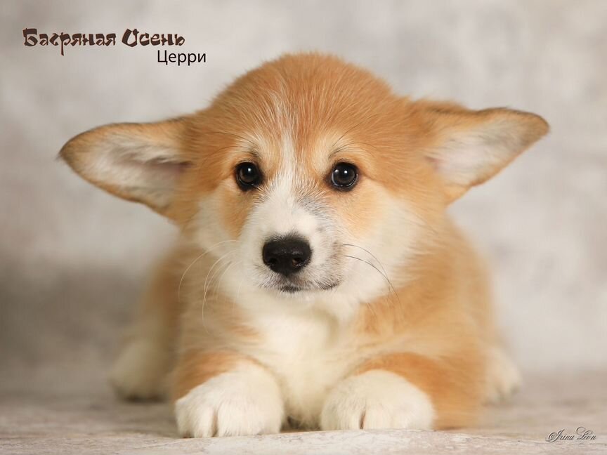 Породные детки вельш корги пемброк