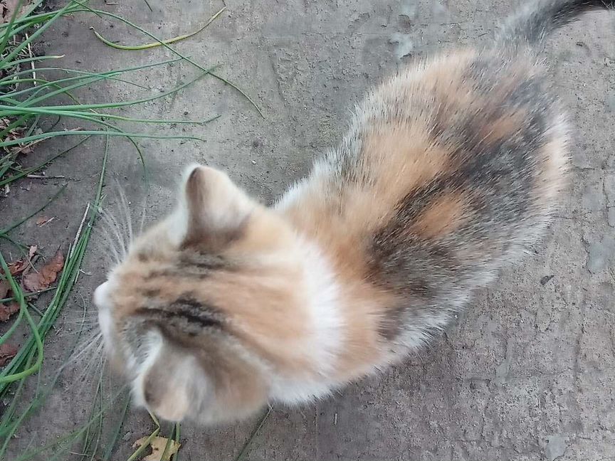 Отдам в добрые руки ко