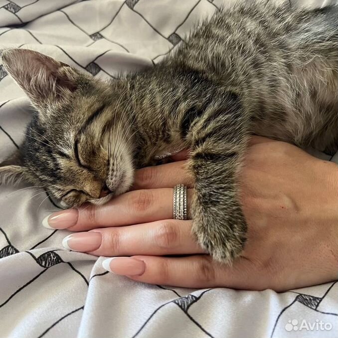 Котёнок с идеальным характером